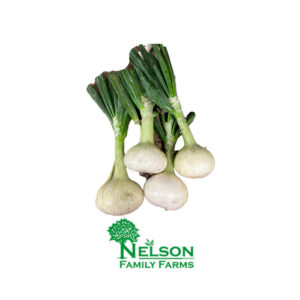 Florida Sweet Onions - Nelson Family Farms