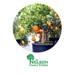 Tropical Fruit Trees at Nelson Family Farms